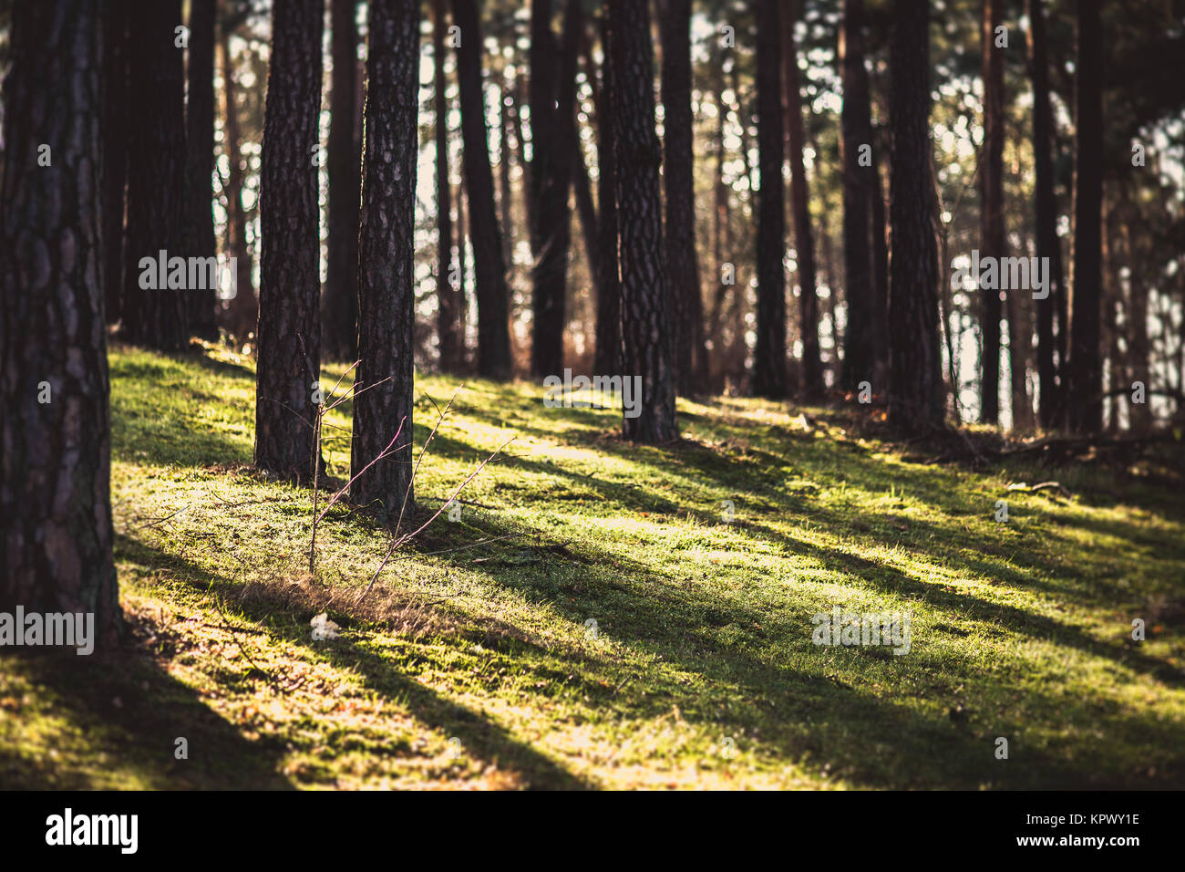 Tree shadow with sunset Stock Photo - Alamy