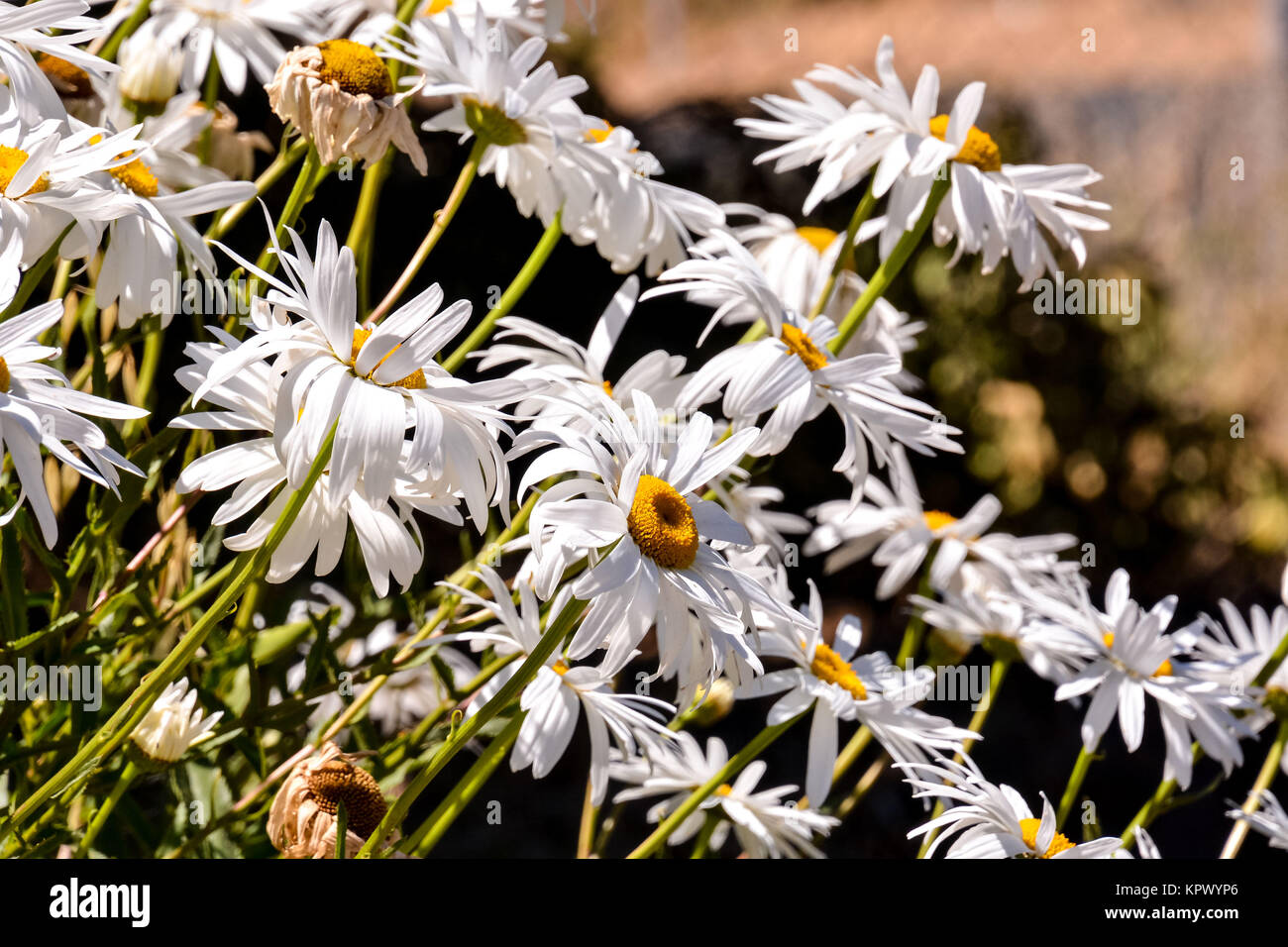 Photo Picture of Beautiful Blooming Flower Background Stock Photo - Alamy