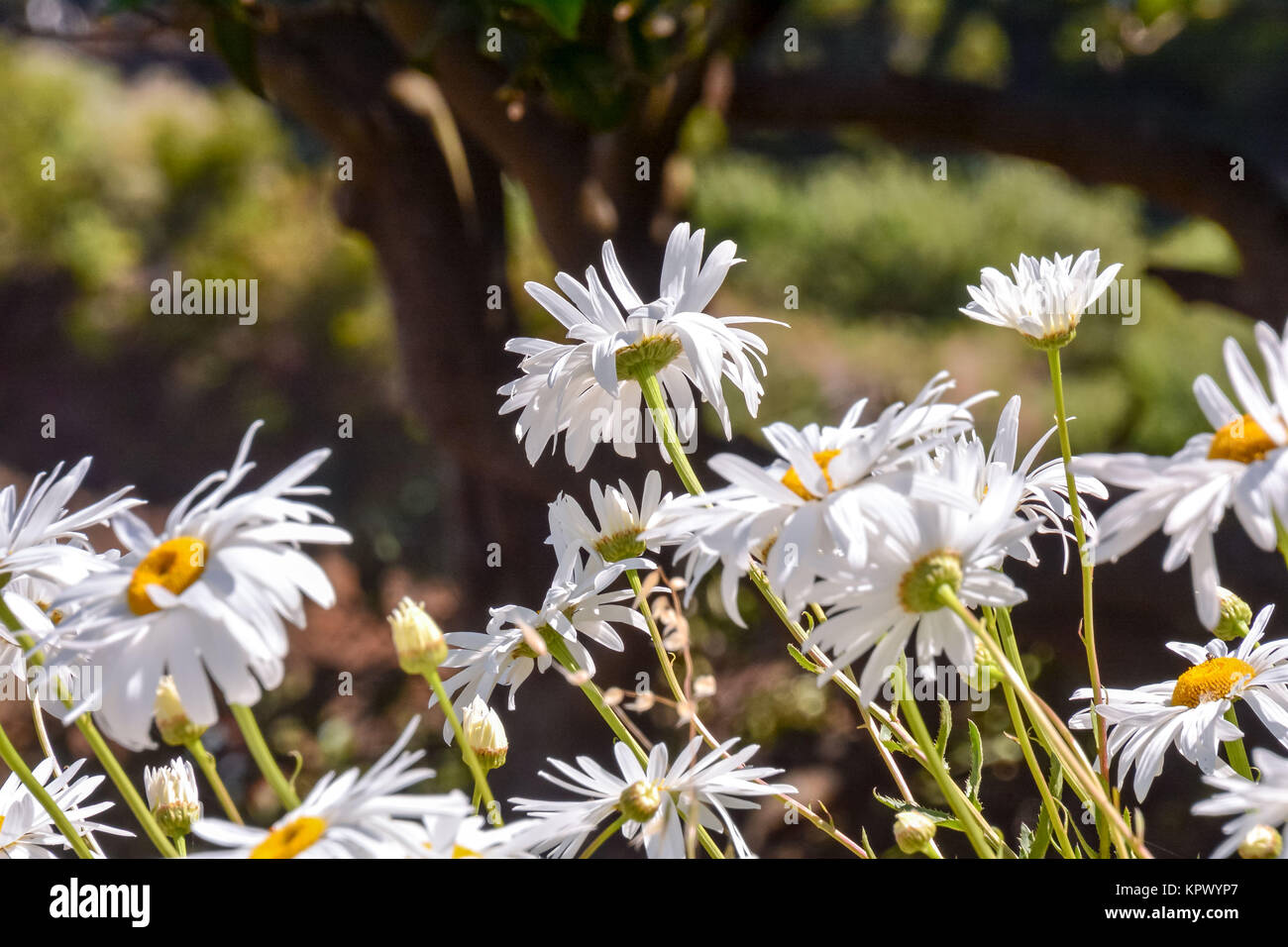 Photo Picture of Beautiful Blooming Flower Background Stock Photo - Alamy