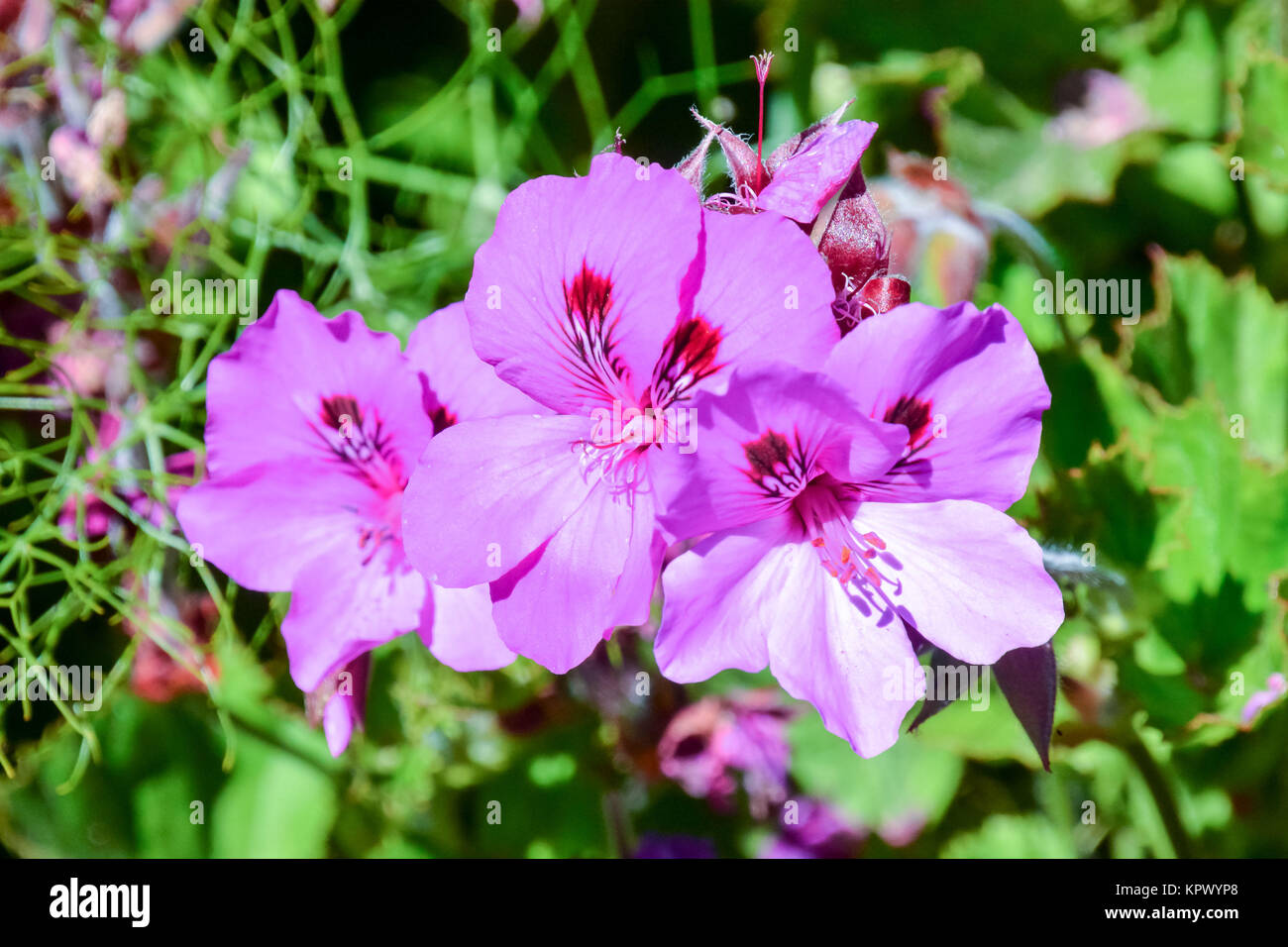 Photo Picture of Beautiful Blooming Flower Background Stock Photo - Alamy