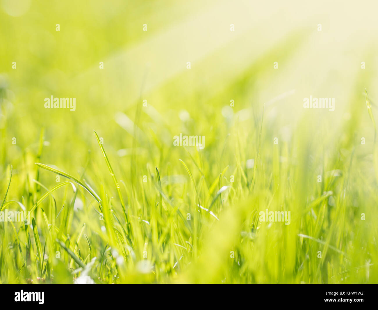Beautiful natural green grass blurred background Stock Photo - Alamy