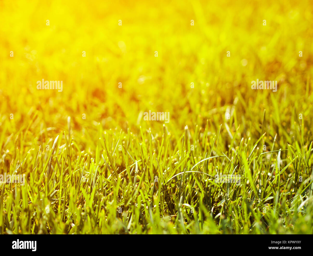 Beautiful natural green grass blurred background Stock Photo - Alamy