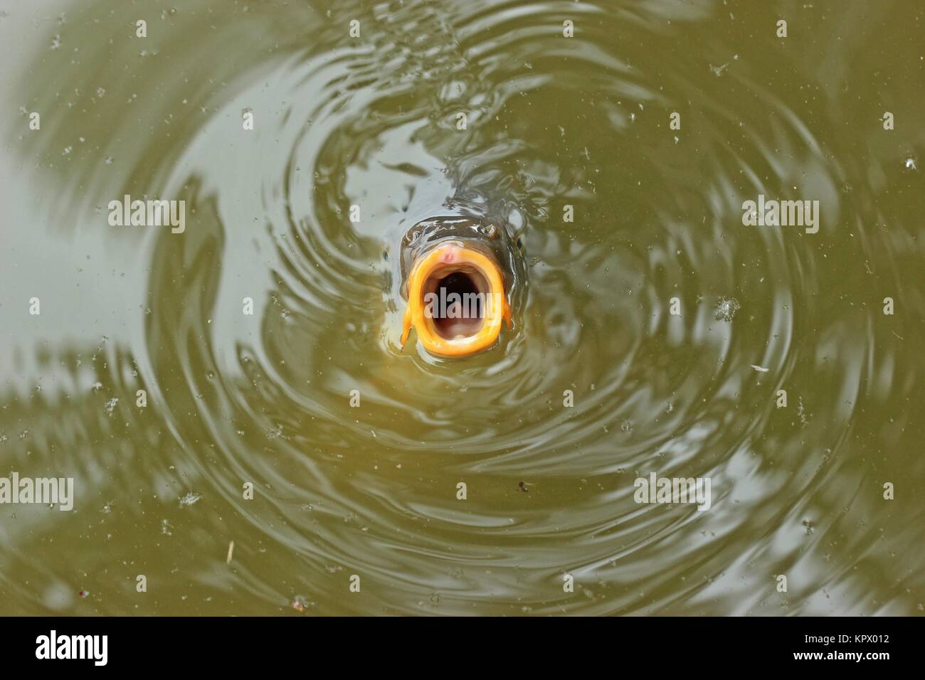 Carp open mouth hi-res stock photography and images - Alamy