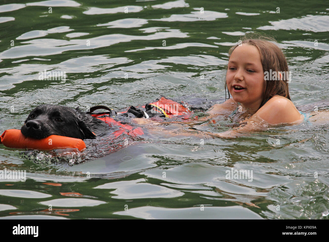water rescue dog Stock Photo - Alamy
