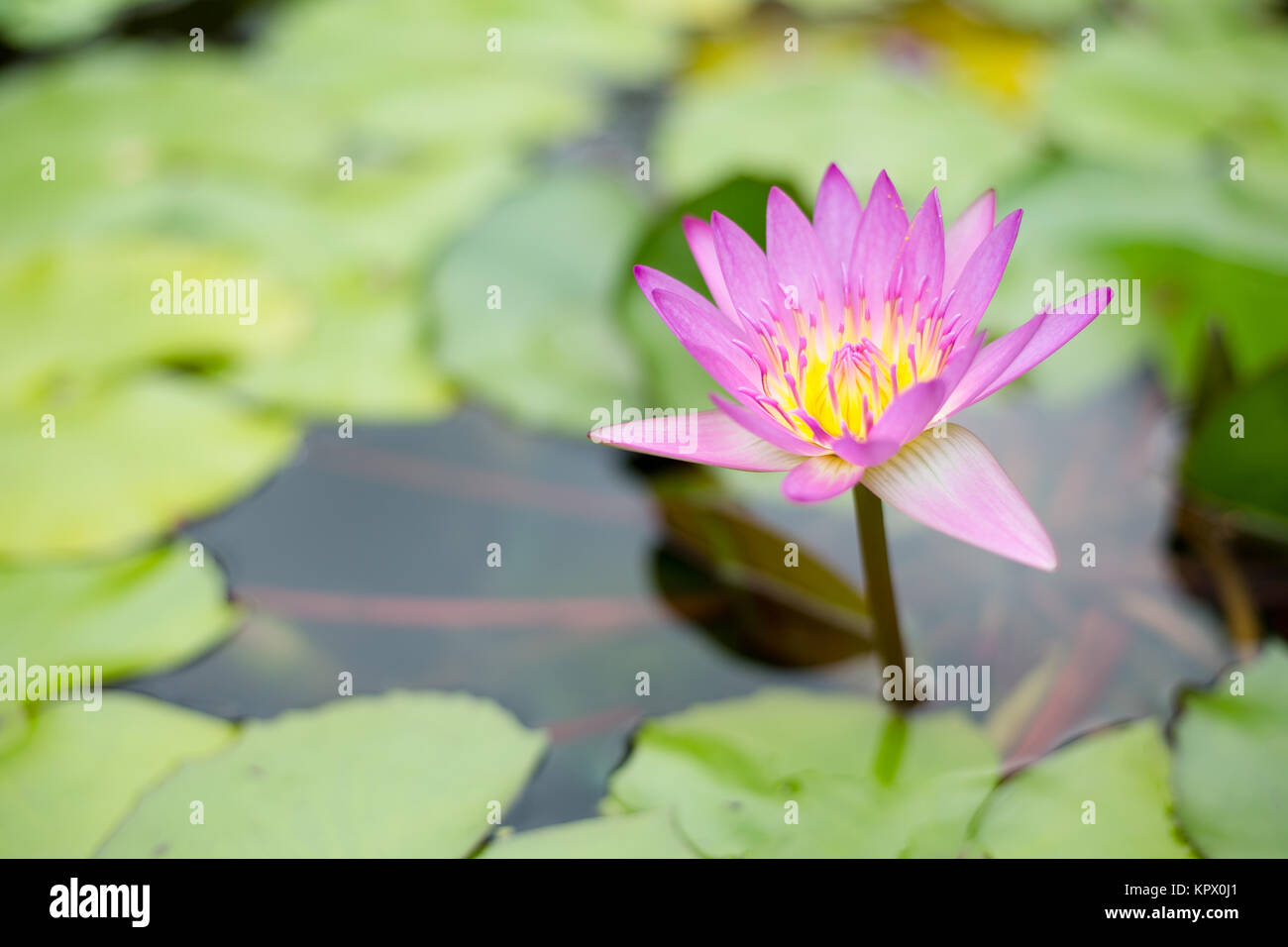 Pink Lotus on the River Stock Photo - Alamy