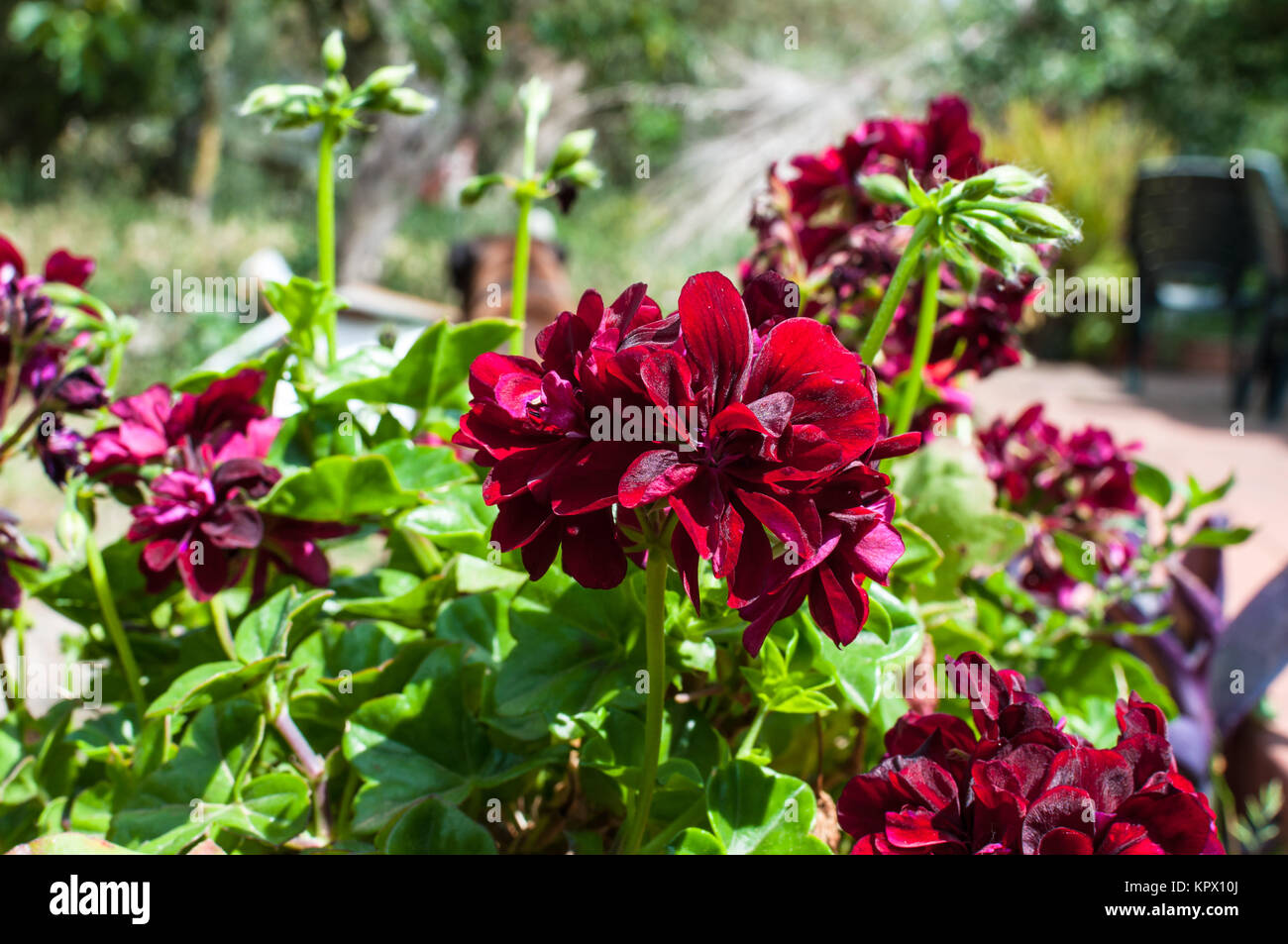 Closeup of geranium in a garden Stock Photo - Alamy
