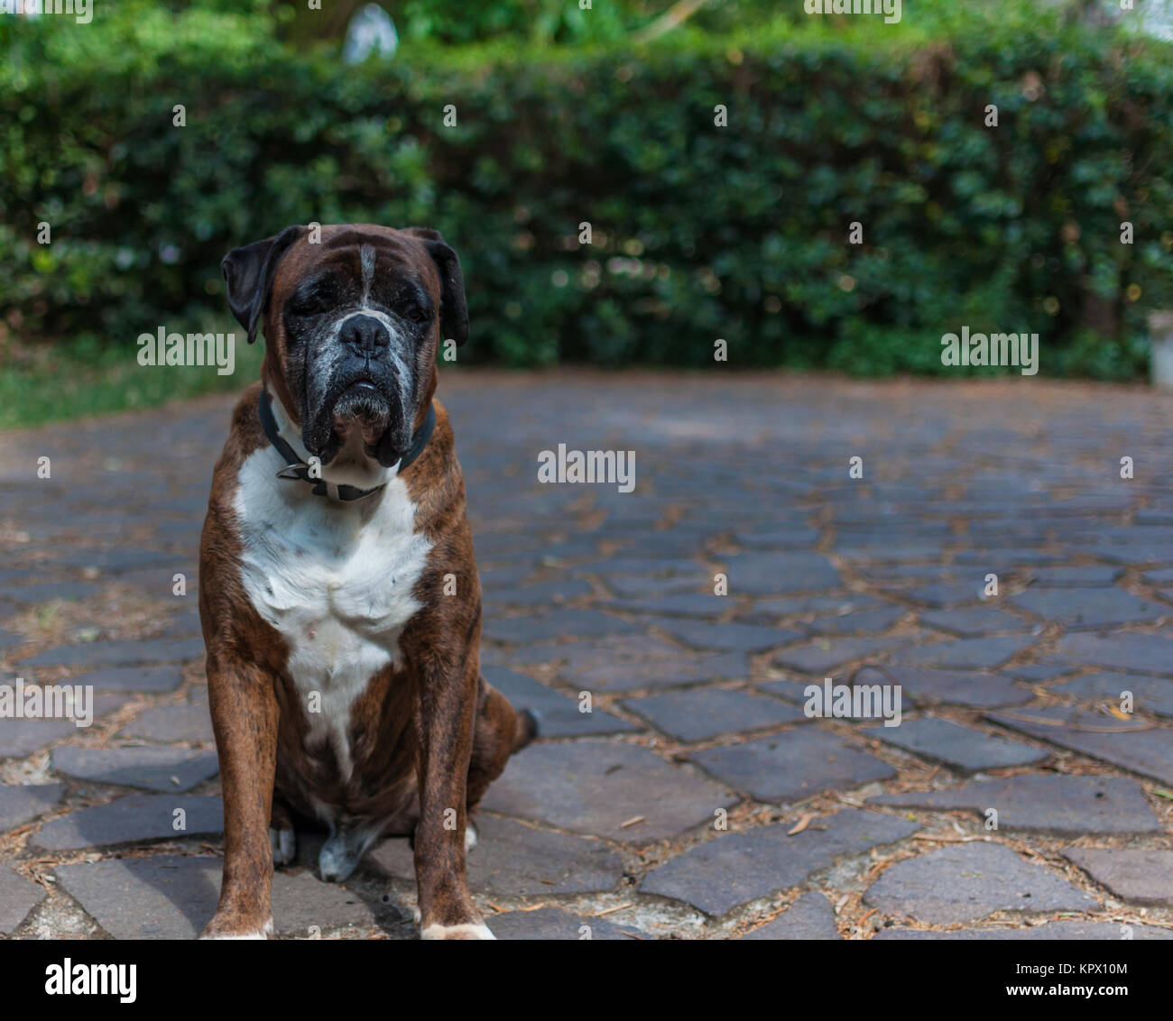 German boxer dog in a garden Stock Photo - Alamy