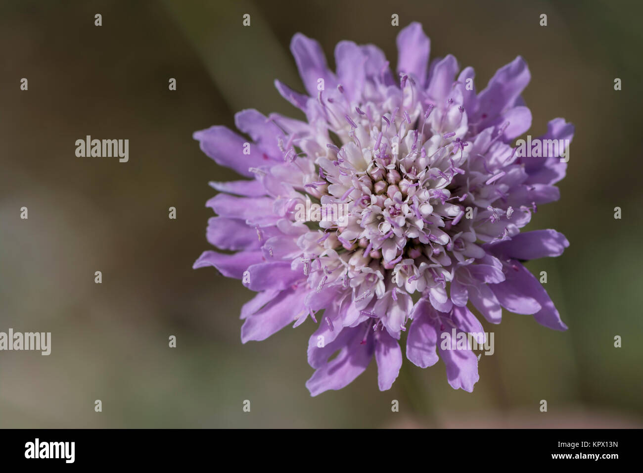 A purple scabiosa (Pincushion Flower) flower head with blurred natural ...