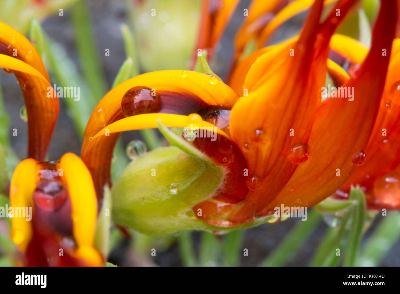 Lotus berthelotii parrots beak hi-res stock photography and images - Alamy