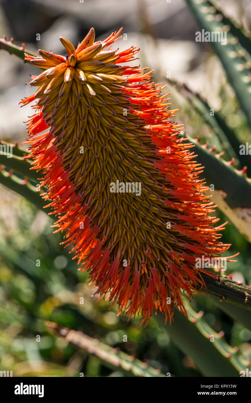 A single aloe flower with aloe leaves as it's background Stock Photo ...