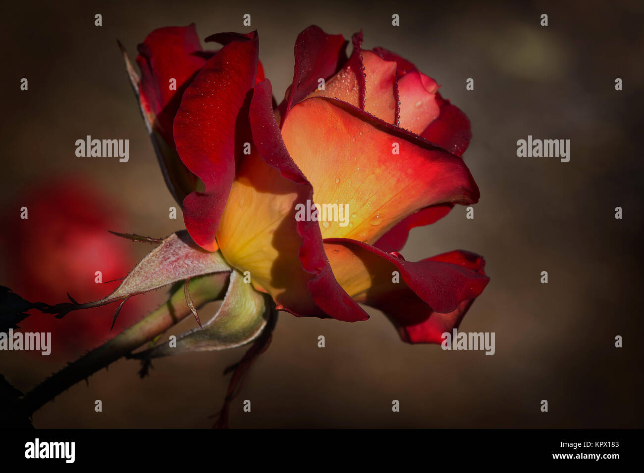 A single isolated variegated rose ranging in colour from red at the ...