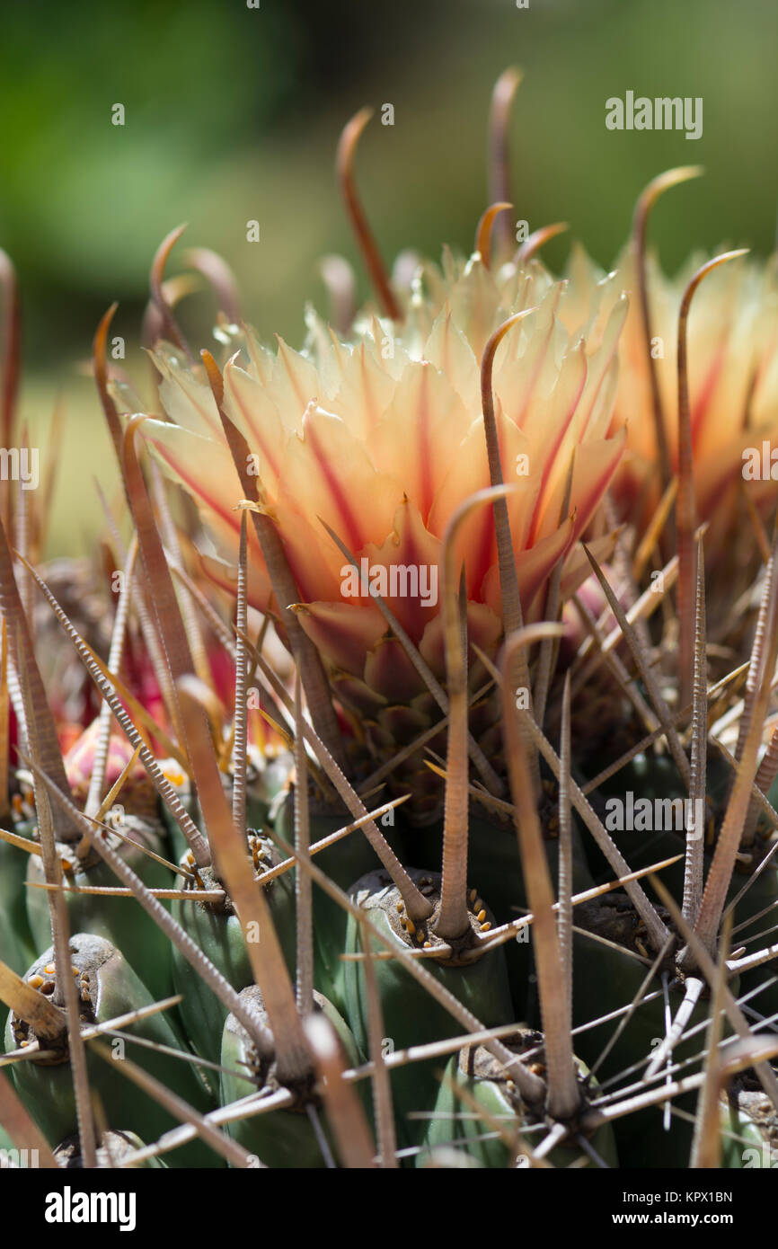 Ferocactus wislizeni, fishhook barrel cactus in bloom, also known as ...