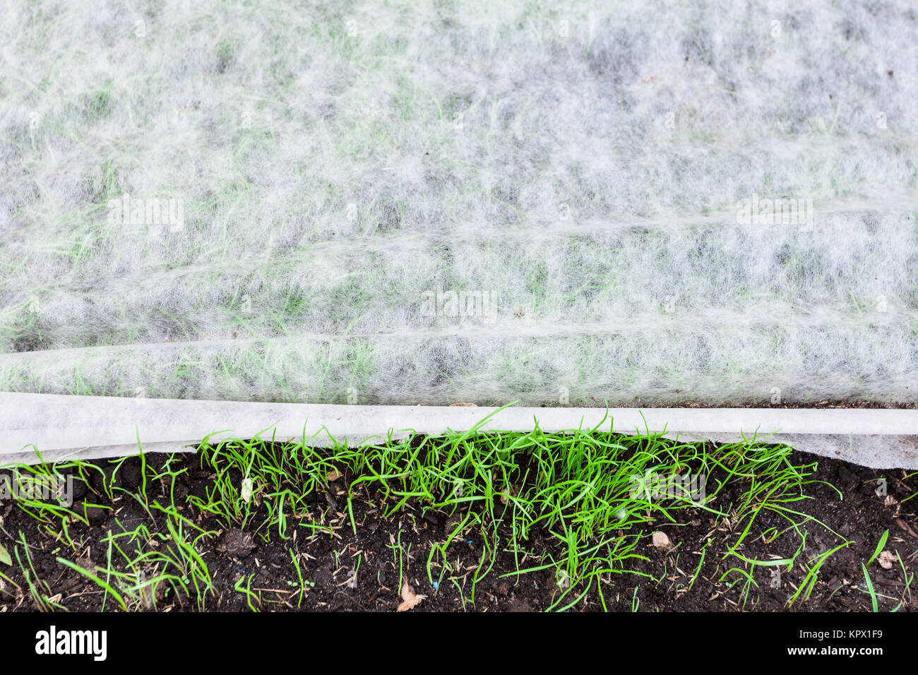sprouts of young green grass under nonwoven fabric Stock Photo - Alamy