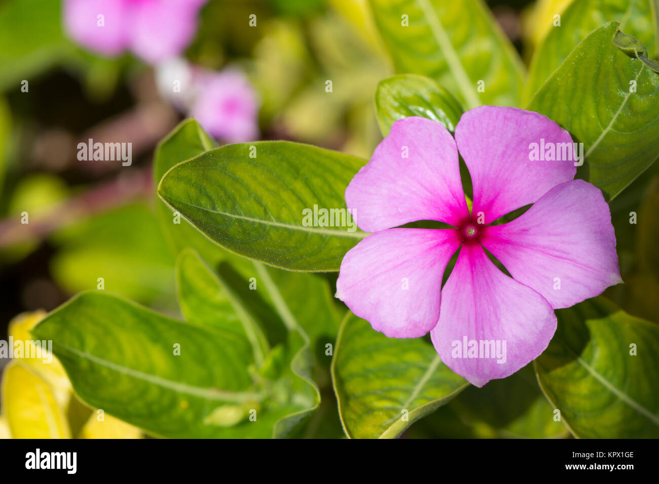Catharanthus roseus flowers, also known as rosy periwinkle, Madagascar ...