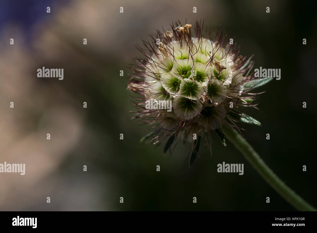 Without the petals hi-res stock photography and images - Alamy