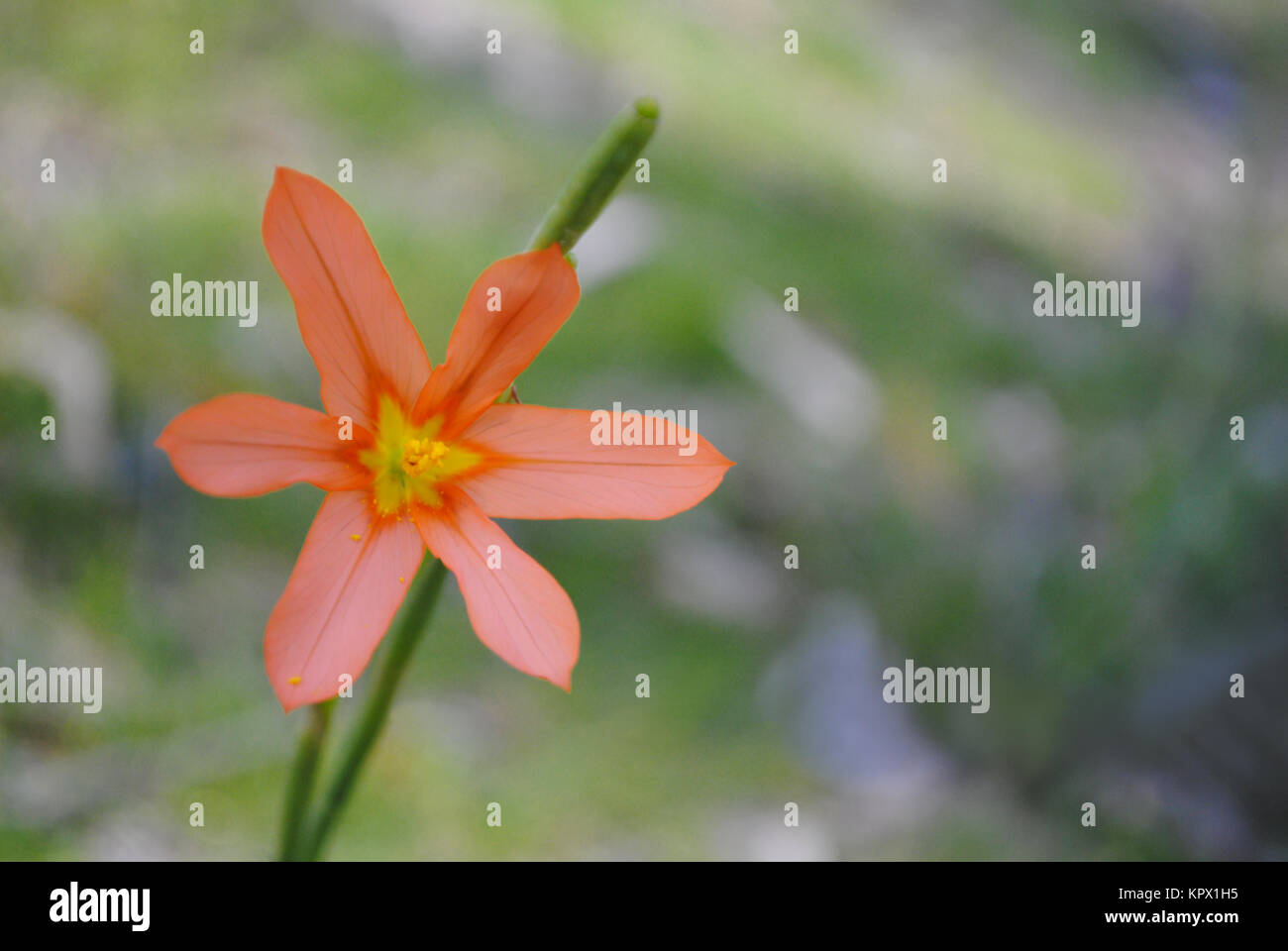A single One-leaf Cape Tulip (Moraea Flaccida) flower head. Very ...