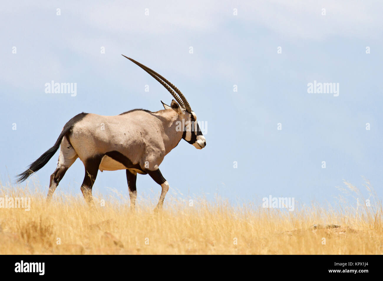 Antilop hi-res stock photography and images - Alamy
