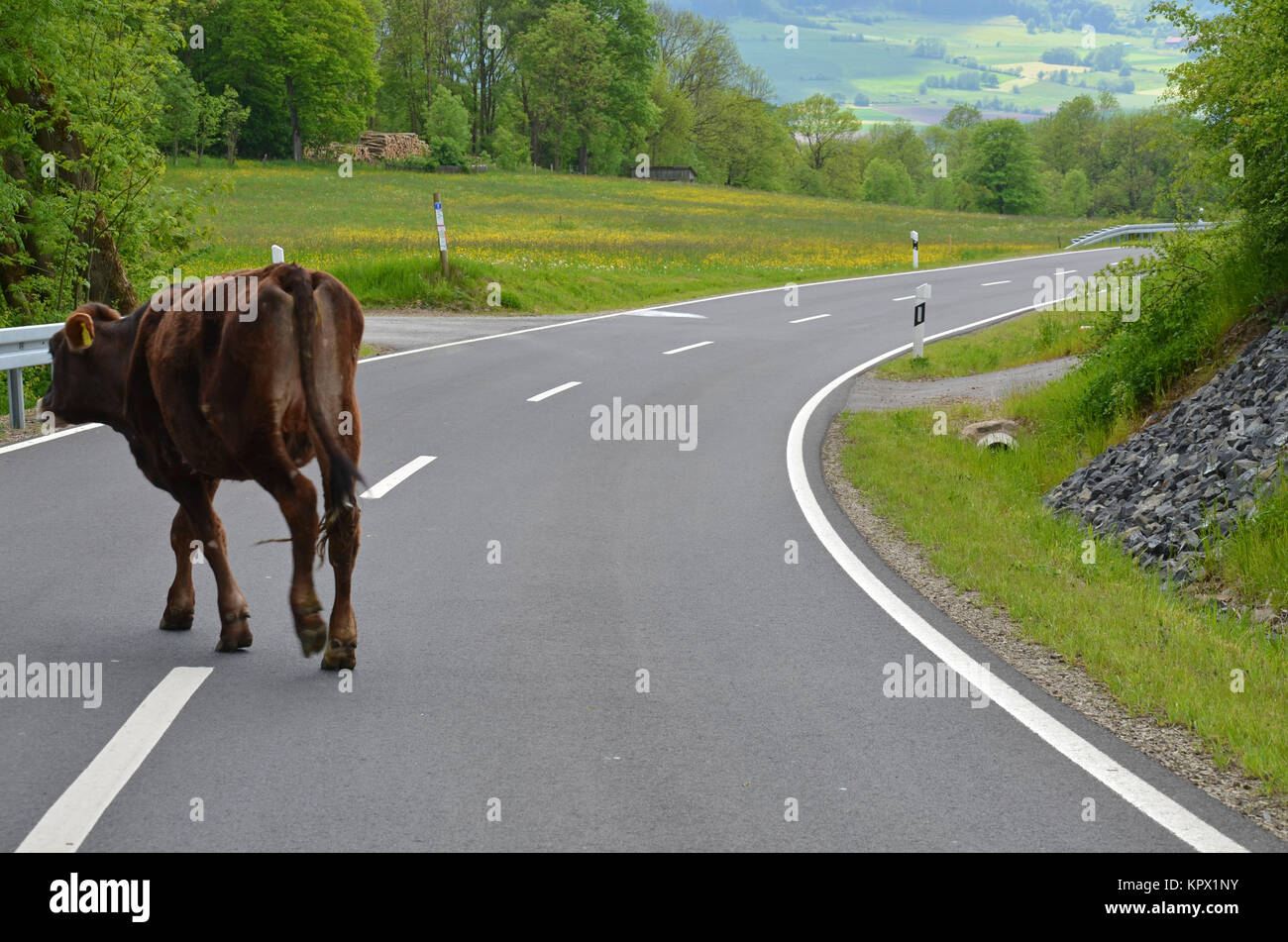cow running on the road Stock Photo - Alamy