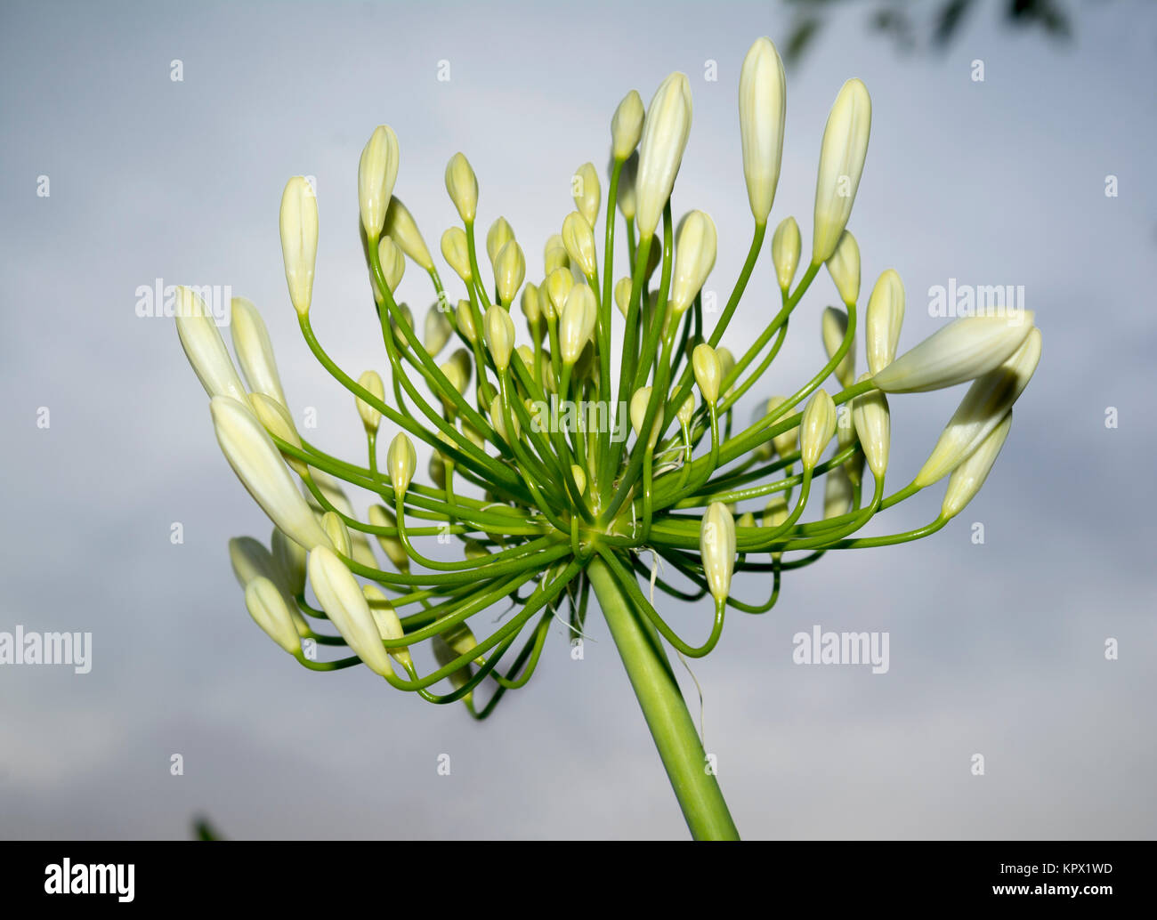 Pre bloom hi-res stock photography and images - Alamy