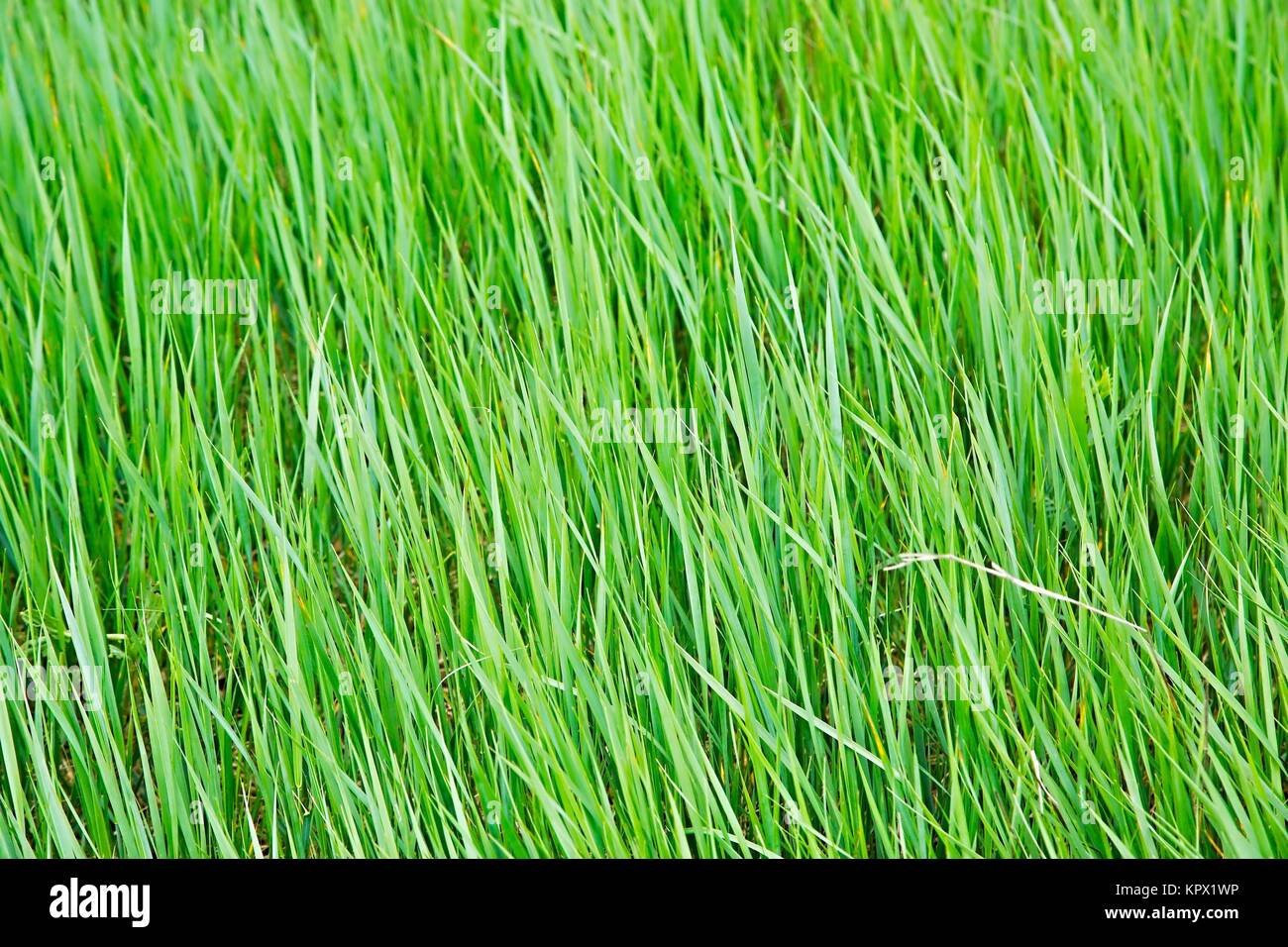 Green Grass Field Stock Photo - Alamy