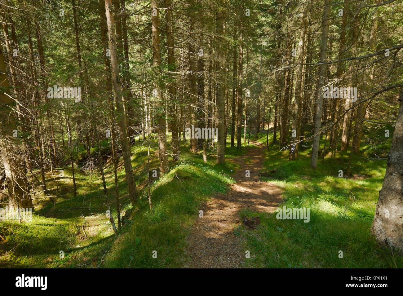 Forest hiking path Stock Photo - Alamy