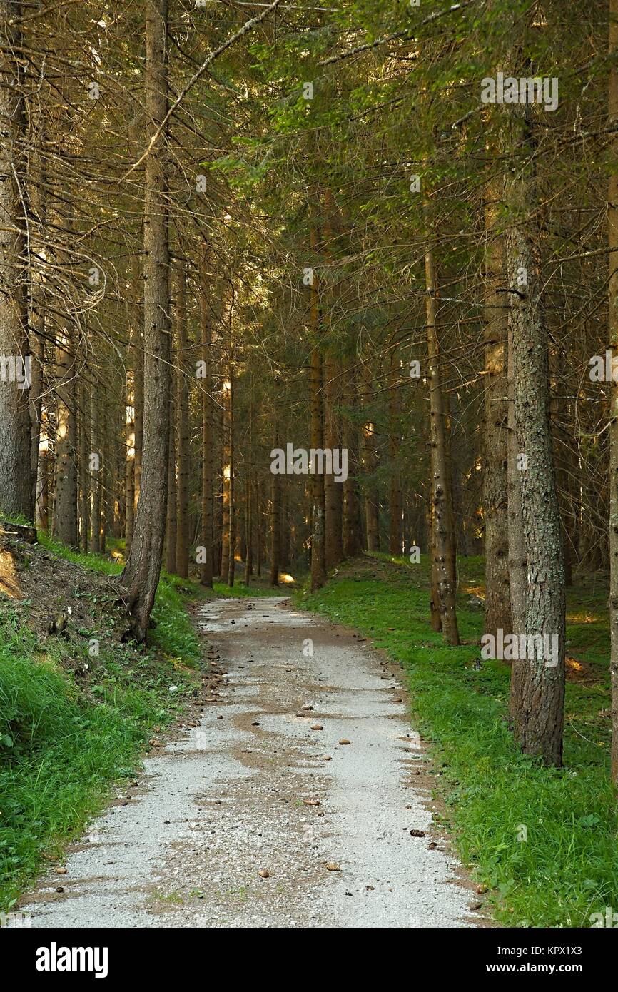 Forest walking route Stock Photo - Alamy