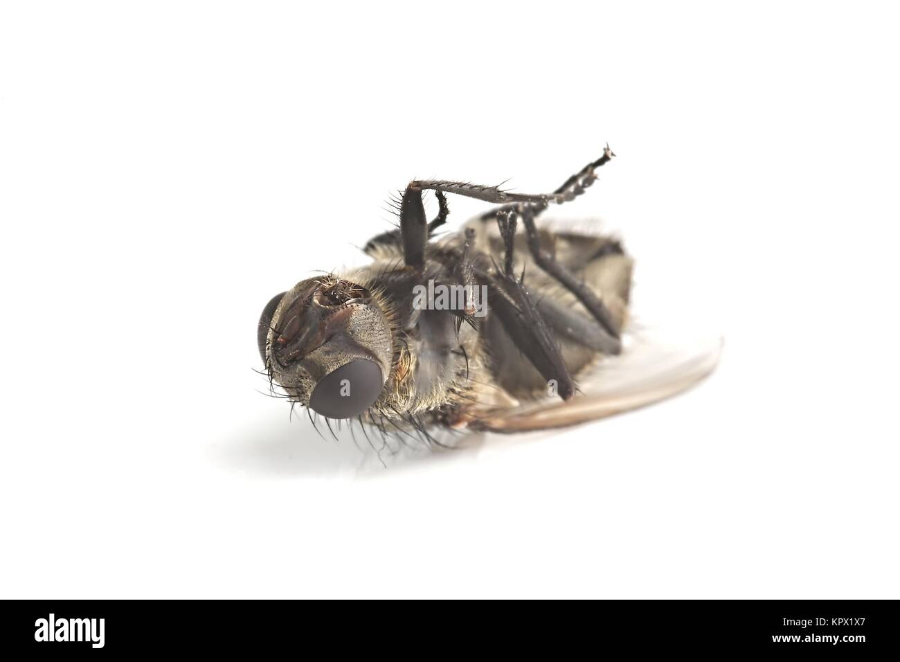 Dead body animal Cut Out Stock Images & Pictures - Alamy