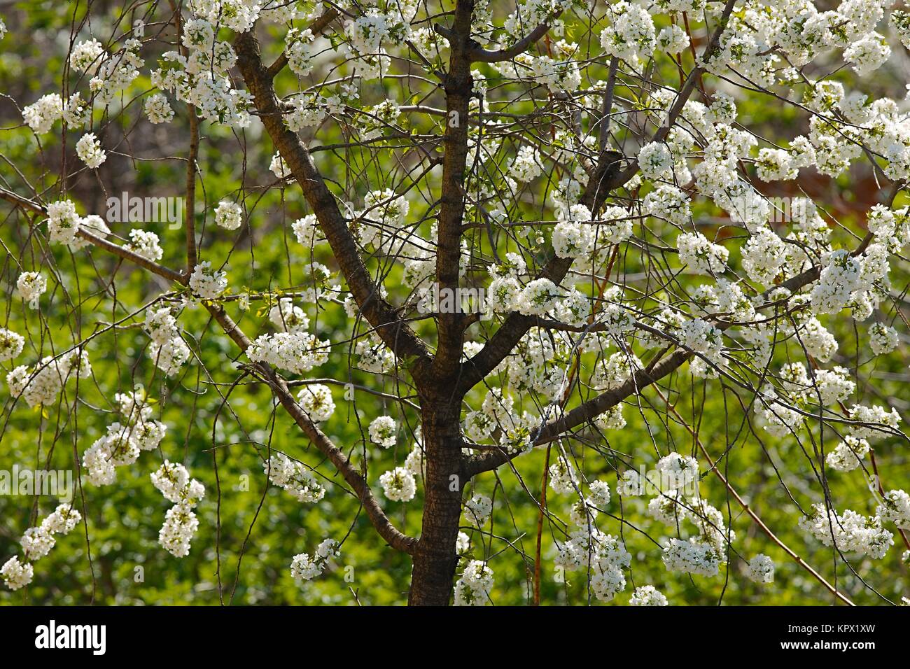 Spring Tree Flowering Stock Photo - Alamy