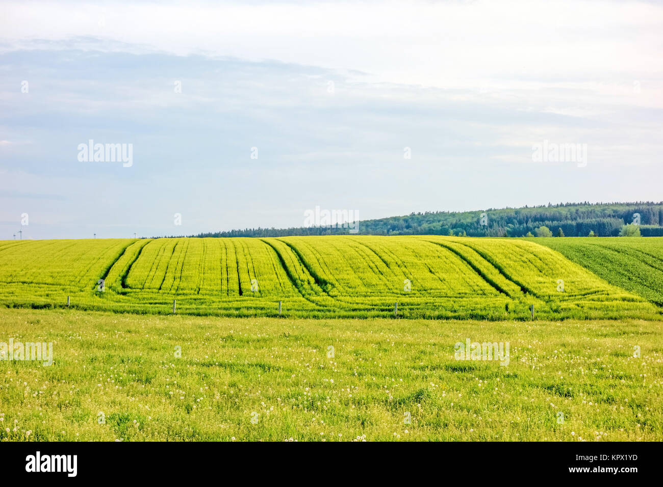 Farmland - wheat field Stock Photo - Alamy
