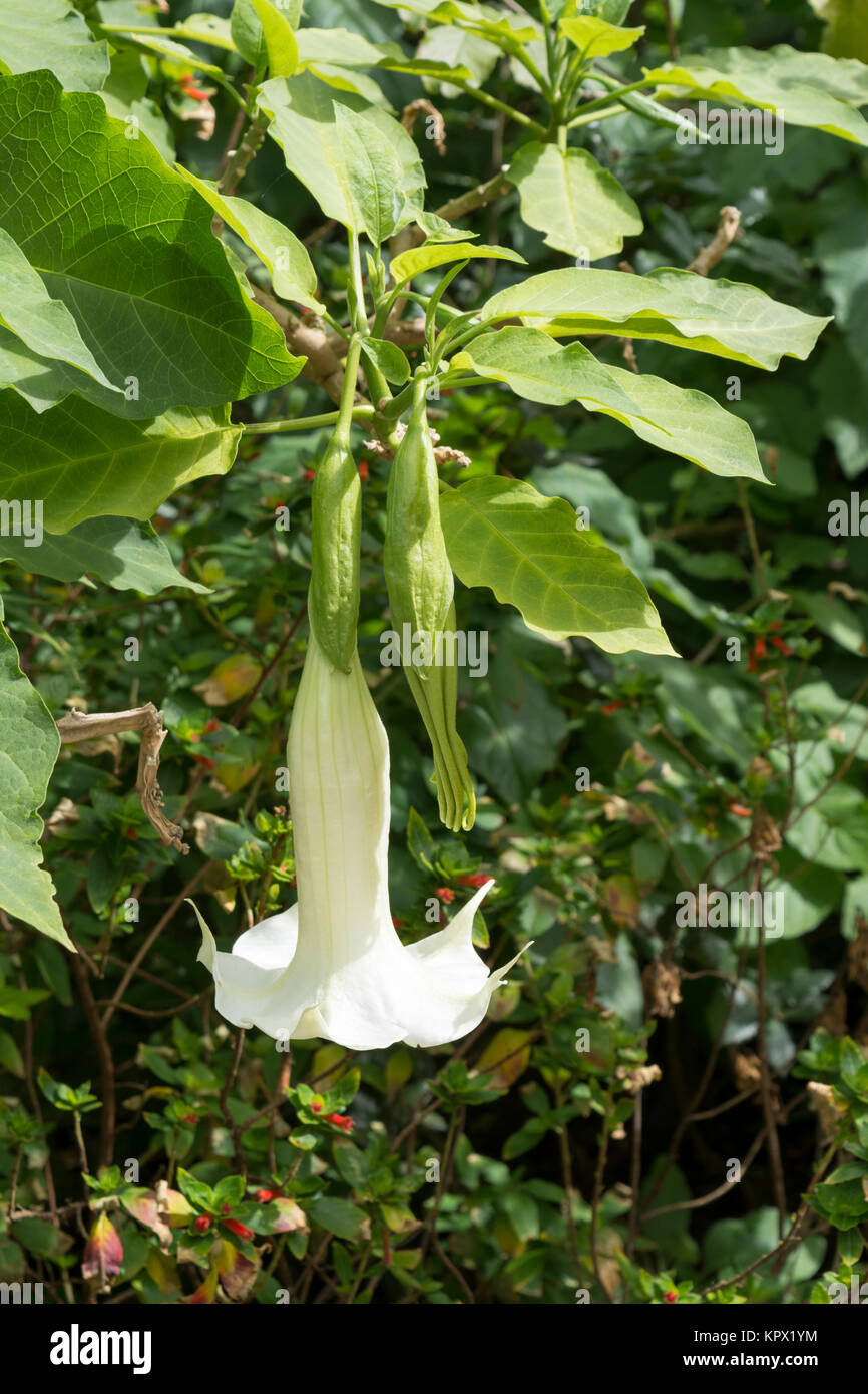 White Brugmansia, commonly known as Angel's Trumpet. One blooming and ...