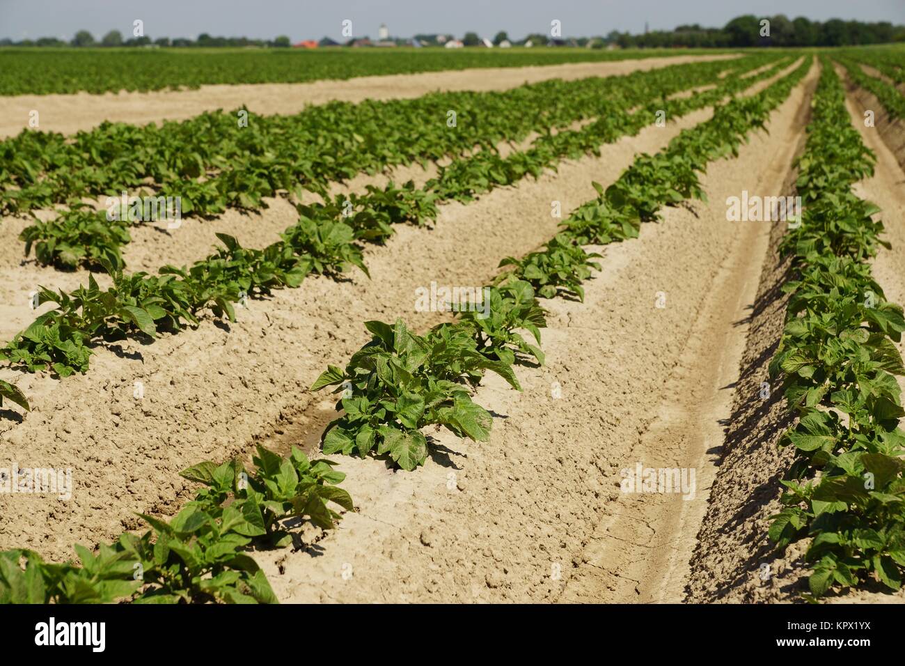 potato plants in a potato field Stock Photo - Alamy