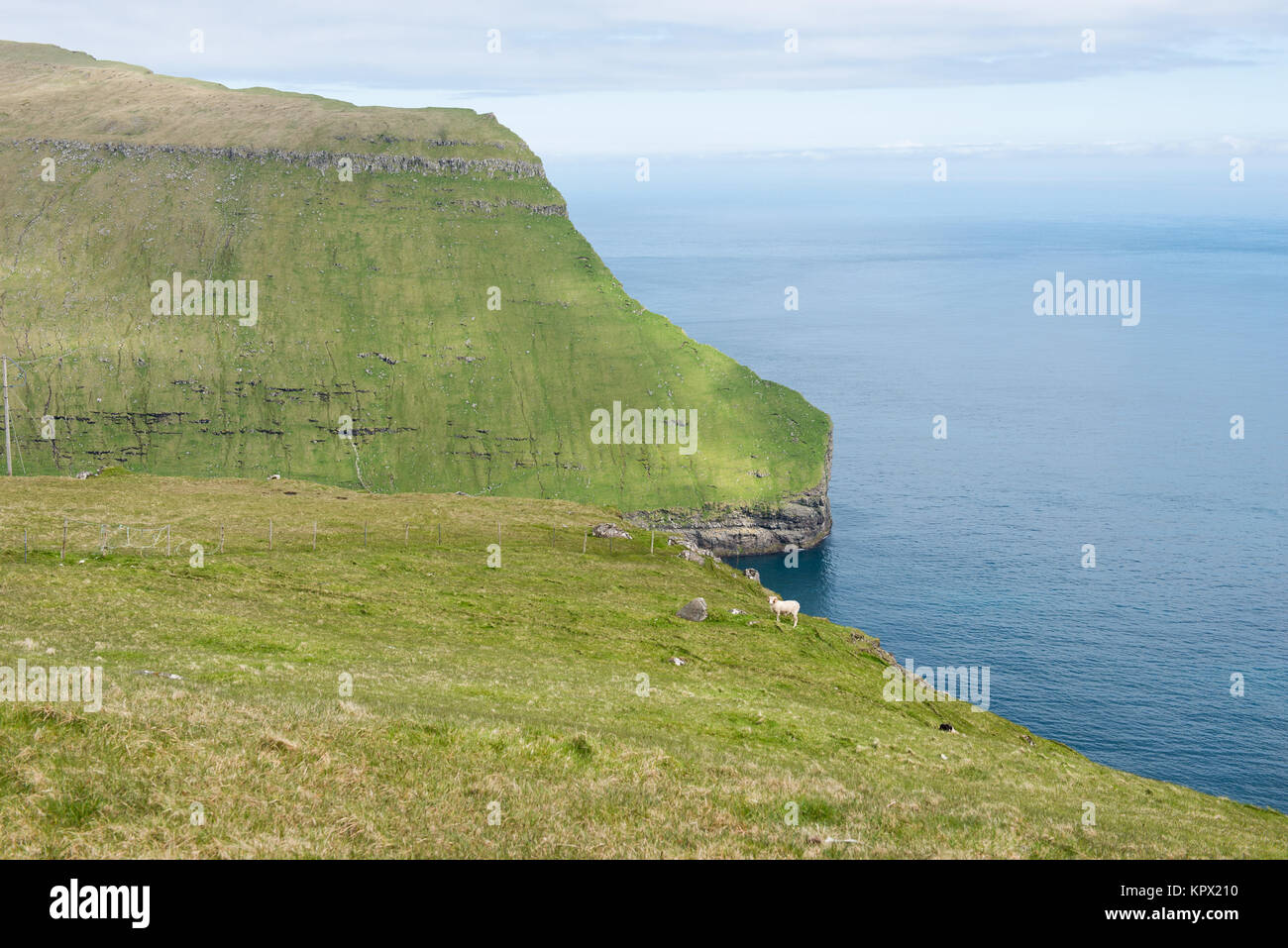 Typical landscape on the Faroe Islands on Fugloy with ram Stock Photo ...