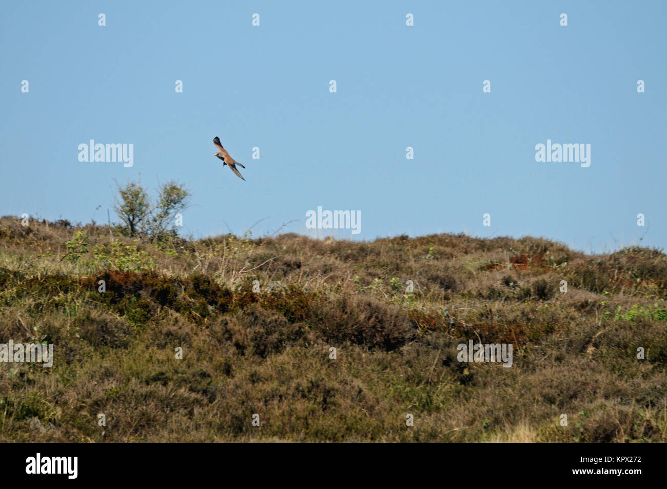 Raptor persecution hi-res stock photography and images - Alamy