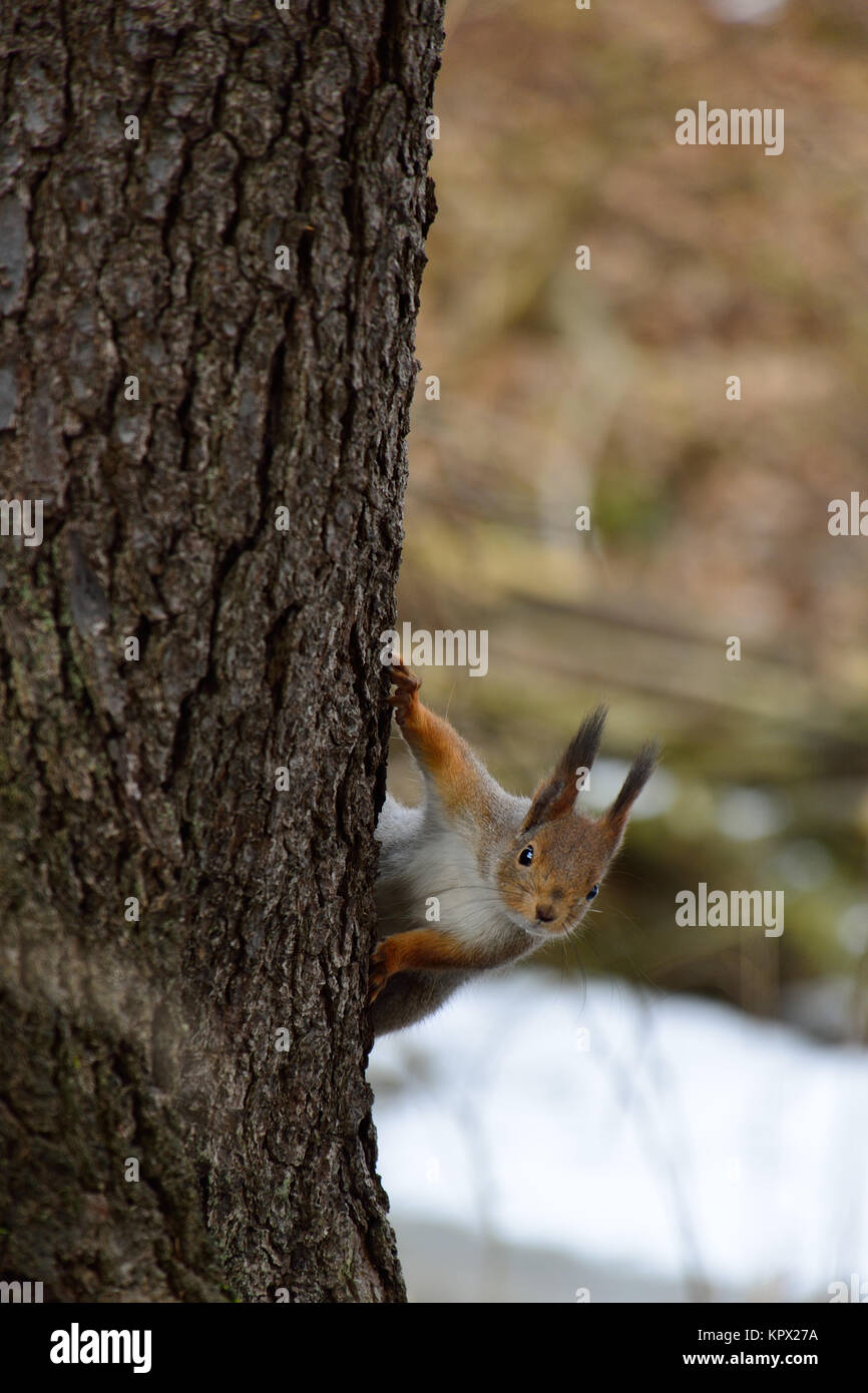 Cute squirrel peaking behind a tree Stock Photo - Alamy