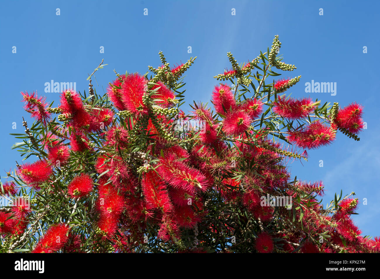 The top portion of crimson red Callistemon Citrinus flowering shrub, an ...