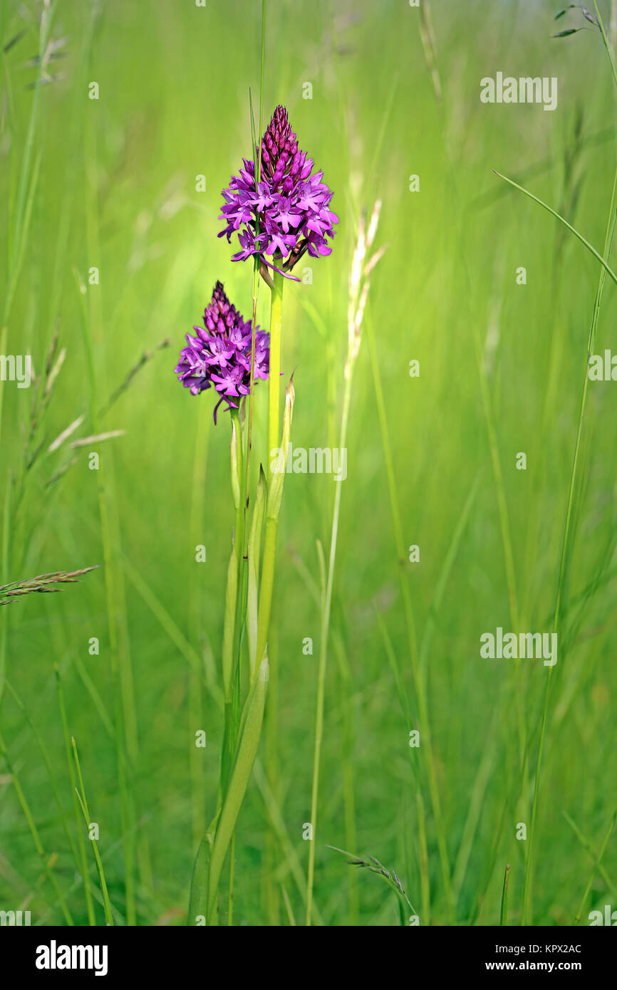 Anacamptis pyramidenorchis hi-res stock photography and images - Alamy