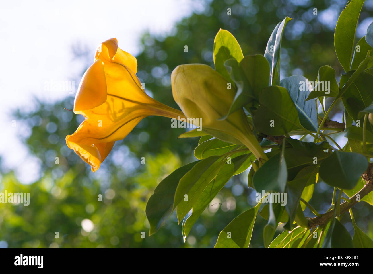 The huge flower and bud of the Solandra Nitida Chalice Vine taken at ...