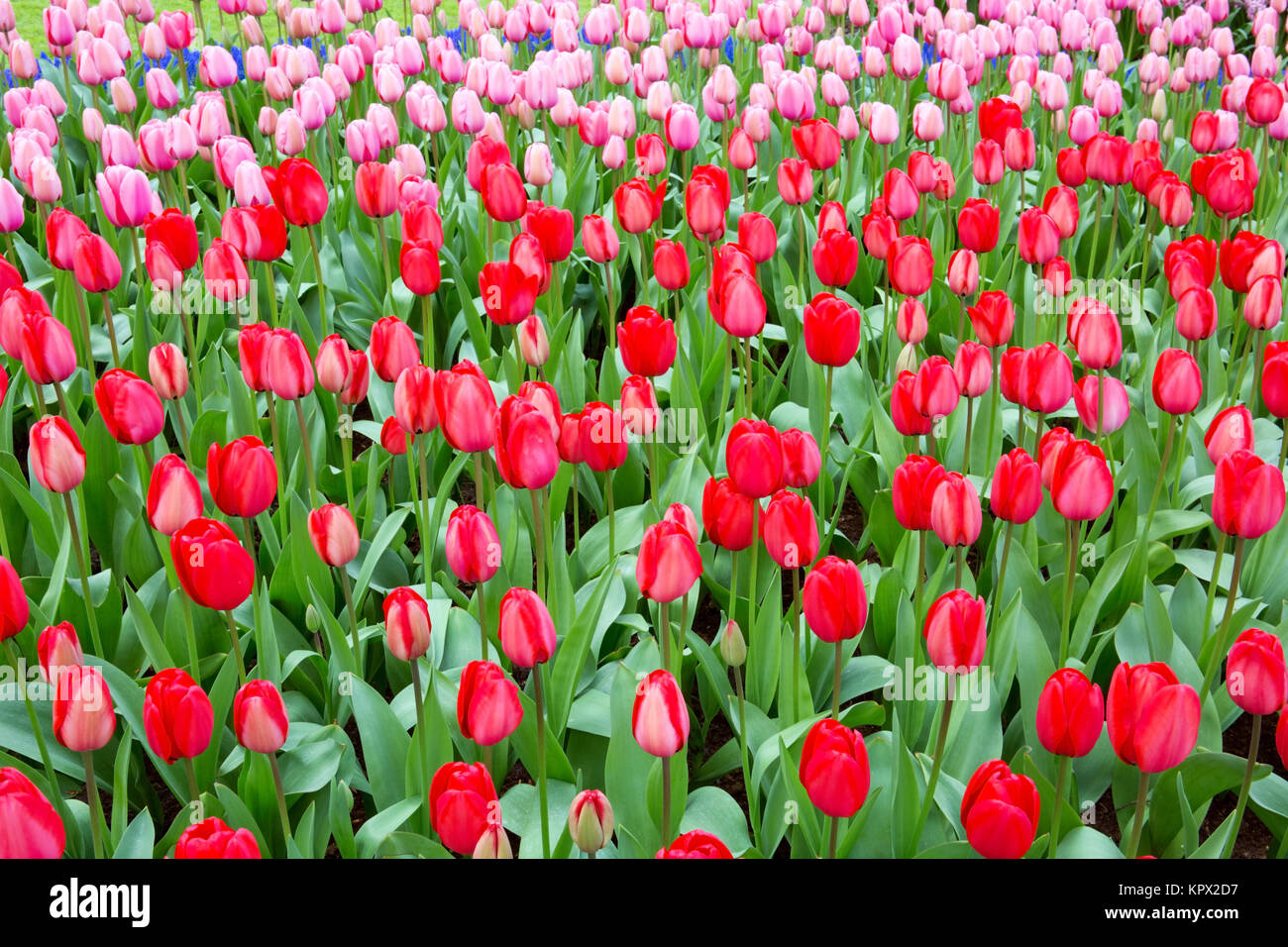 Beautiful tulips in the spring time.Colorful tulips background Stock ...