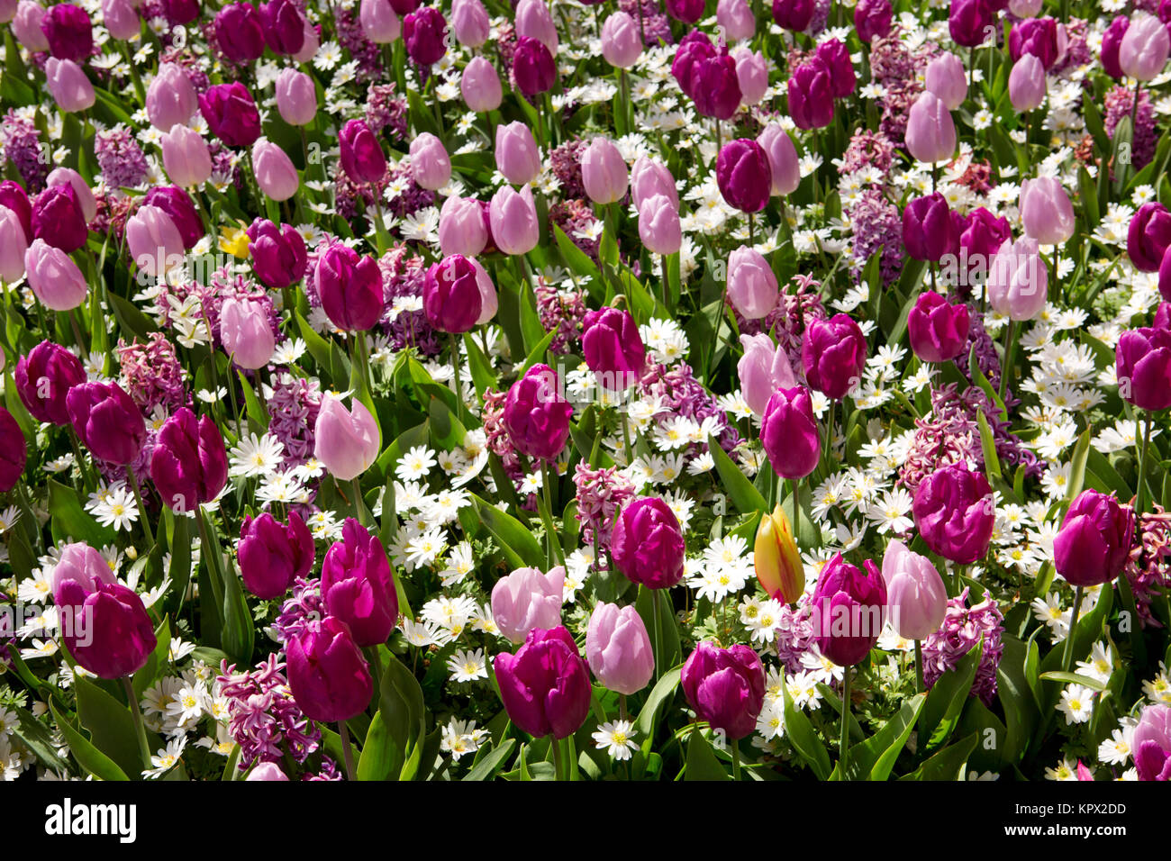 Beautiful tulips in the spring time.Colorful tulips background Stock ...