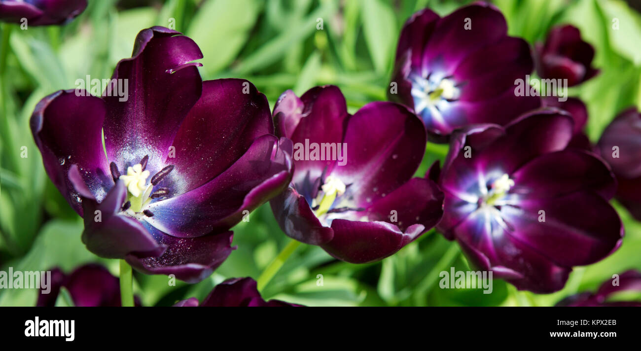 Beautiful tulips in the spring time.Colorful tulips background Stock ...
