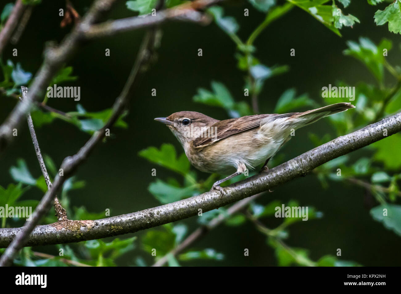 garden warbler (sylvia borin Stock Photo - Alamy
