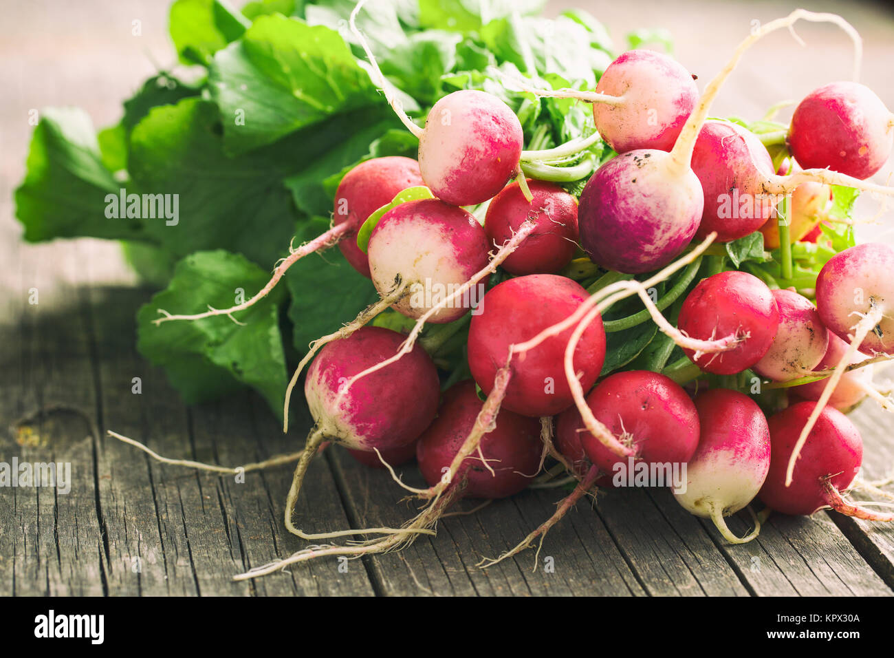 Bunch of fresh radishes Stock Photo - Alamy