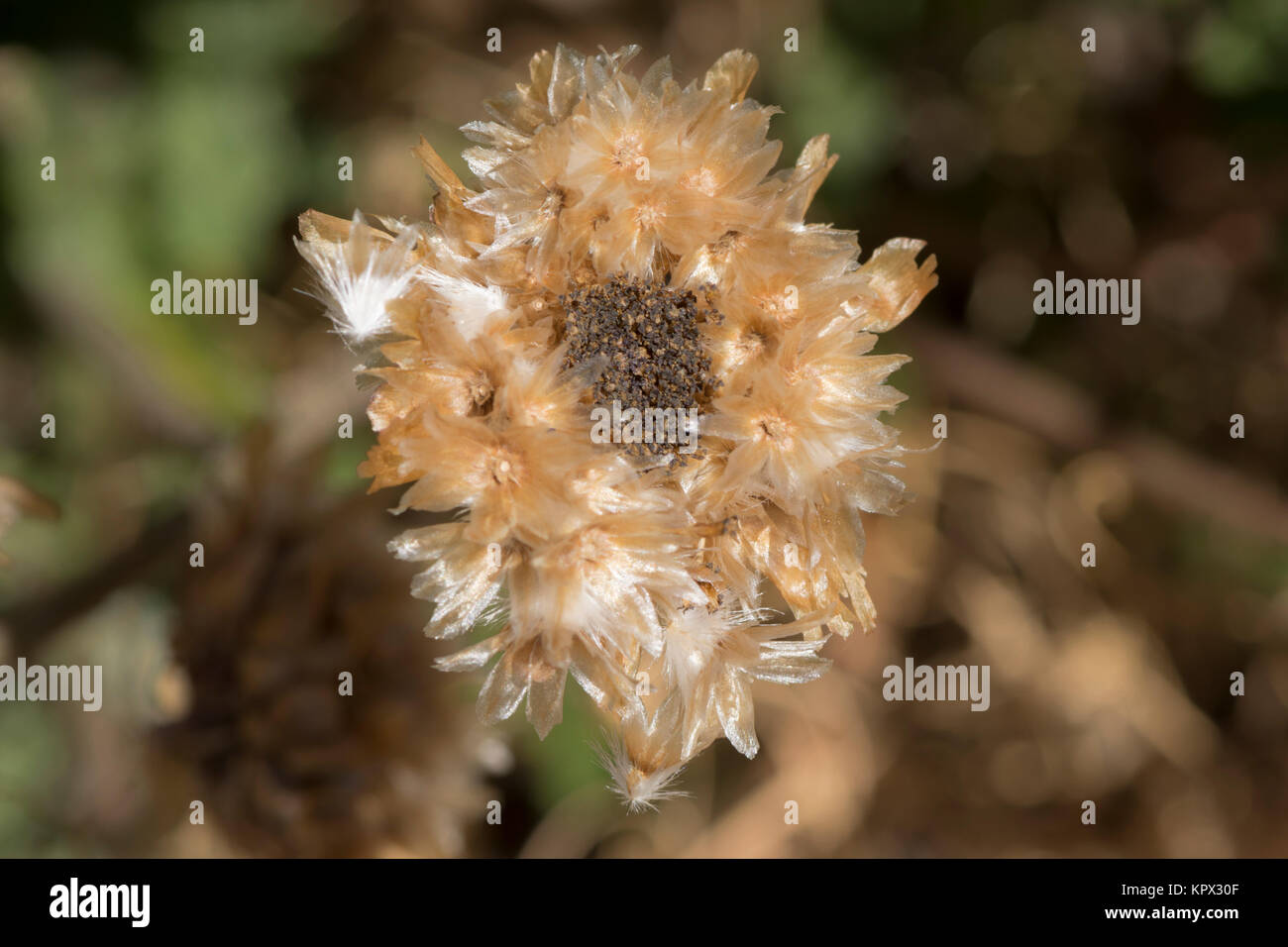 Shrivelled arcotis flowers hi-res stock photography and images - Alamy