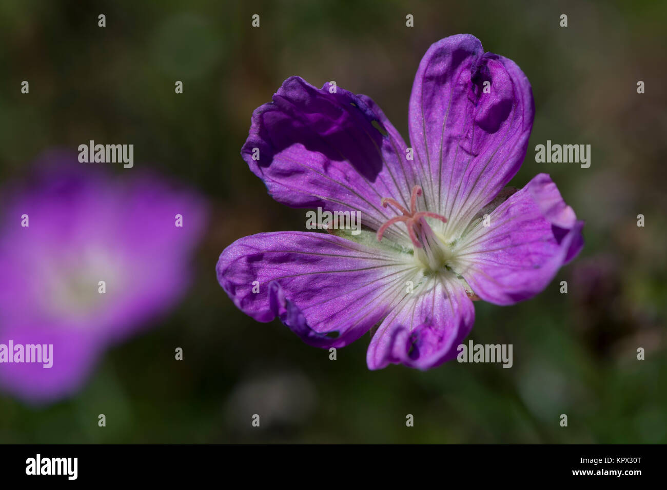 Geranium incanum africa hi-res stock photography and images - Alamy