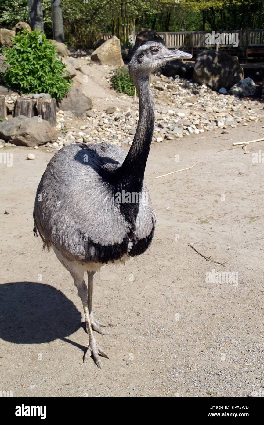 Cursorial birds hi-res stock photography and images - Alamy