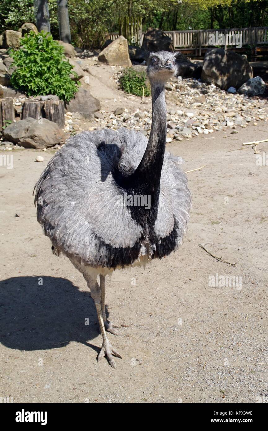 Cursorial birds hi-res stock photography and images - Alamy