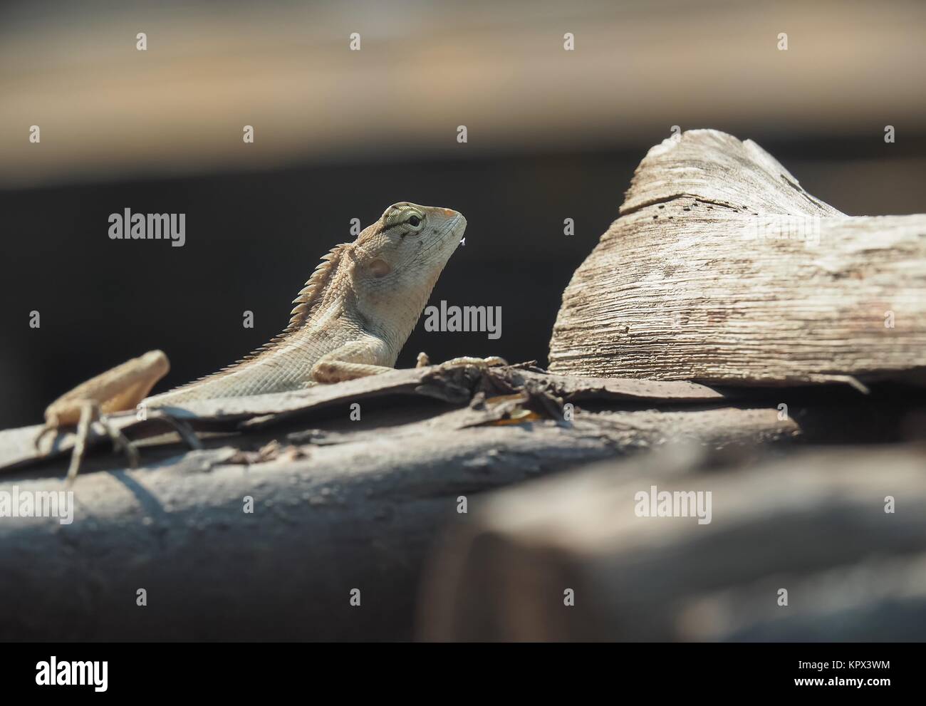 Lizard On Log Stock Photo - Alamy