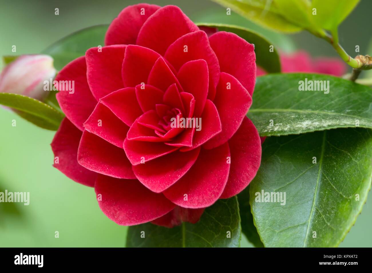 red camellia / red camellia Stock Photo - Alamy