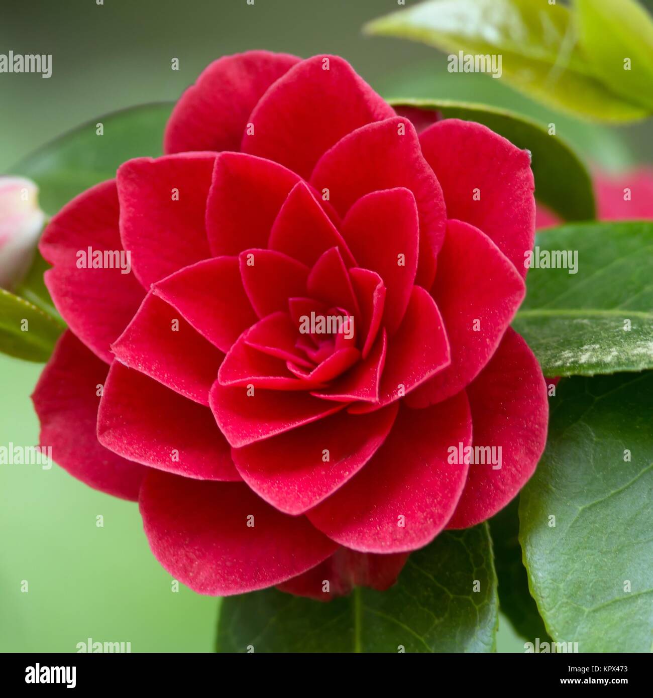 Pink red white camellia hi-res stock photography and images - Alamy