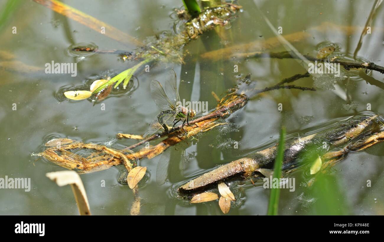 female of the early reed hunter (brachytron pratense) when laying eggs ...
